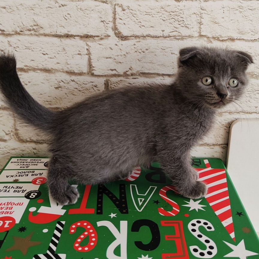 Вислоухий котенок в добрые руки
