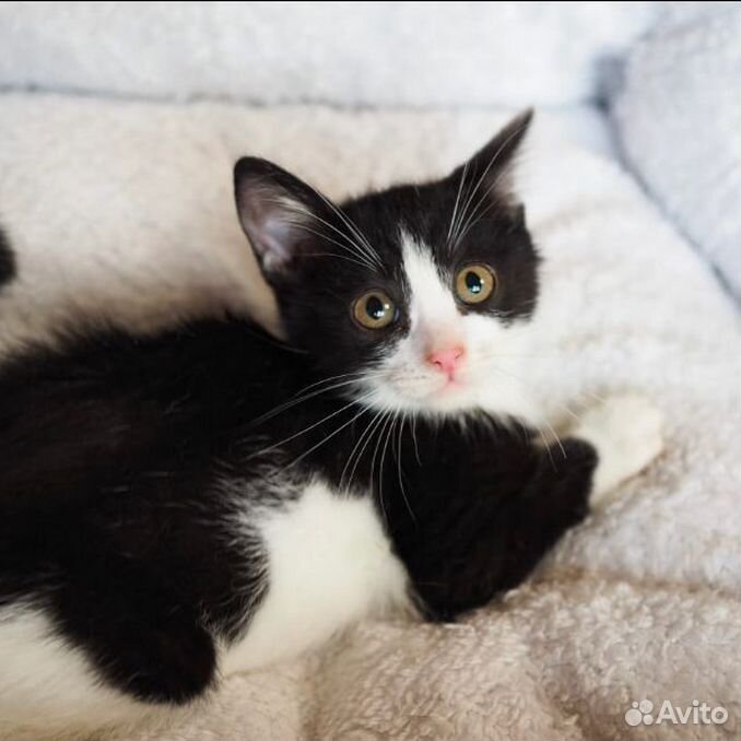 Котенок Мироша ищет семью