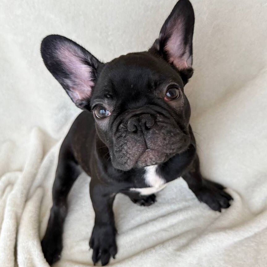 Французский бульдог, щенок