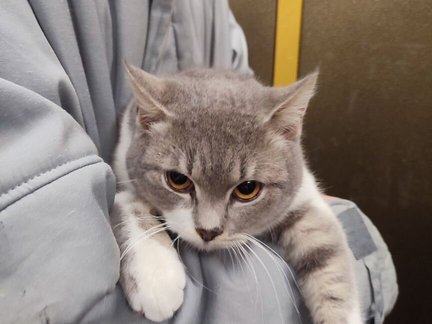 Коты в добрые руки приучены к лотку