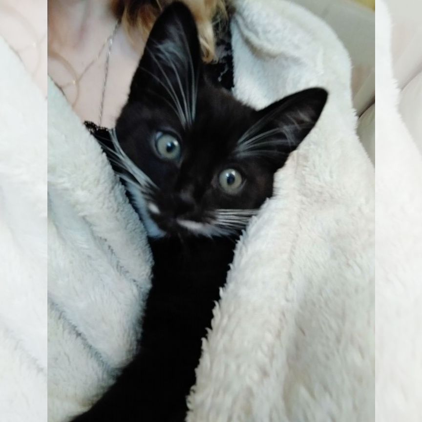 Котёнок