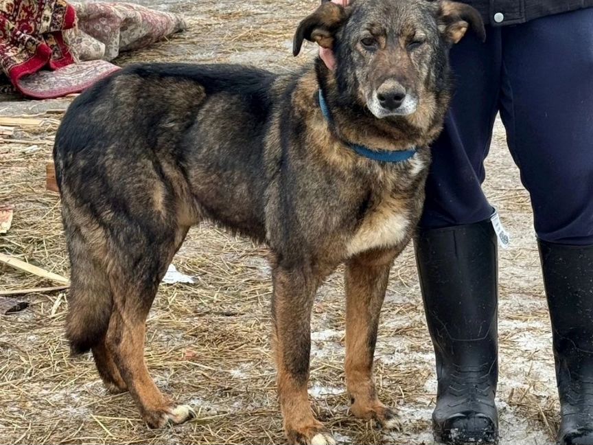 Кеша ищет любящую семью