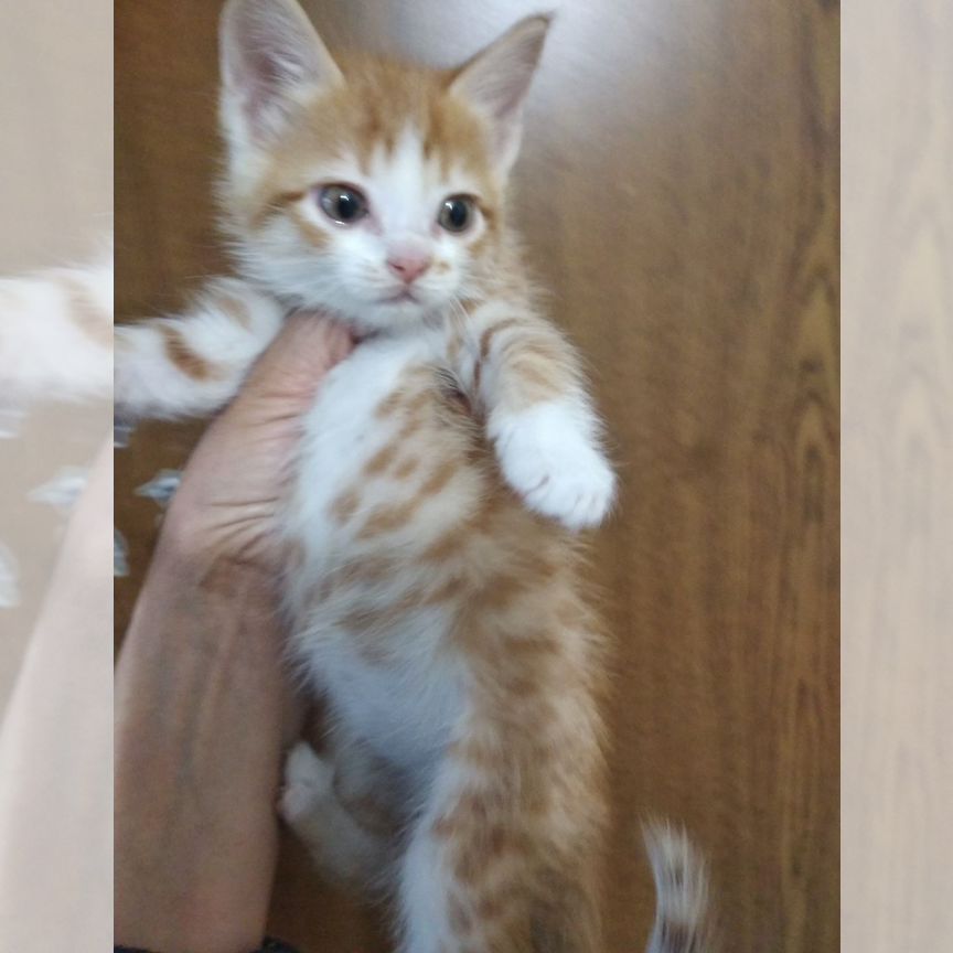 Котенок.Рыжая девочка.1.5 месяца