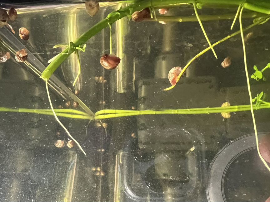 Улитки аквариумные