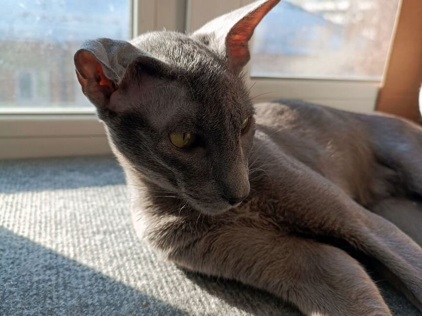 Ориентальный кот