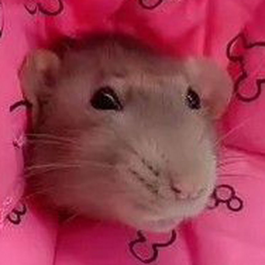 Воротник для маленьких животных