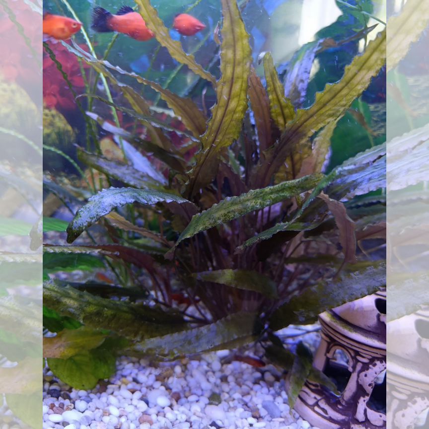 Аквариумное растение