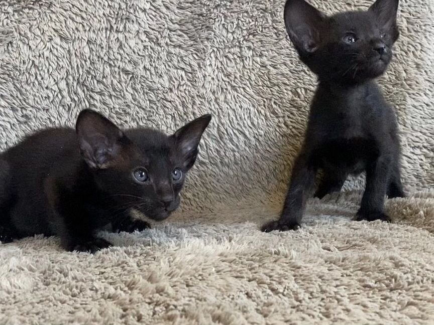 Ориентальные котики, эбони