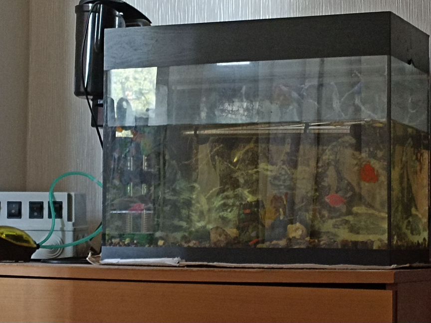 Аквариумные рыбки