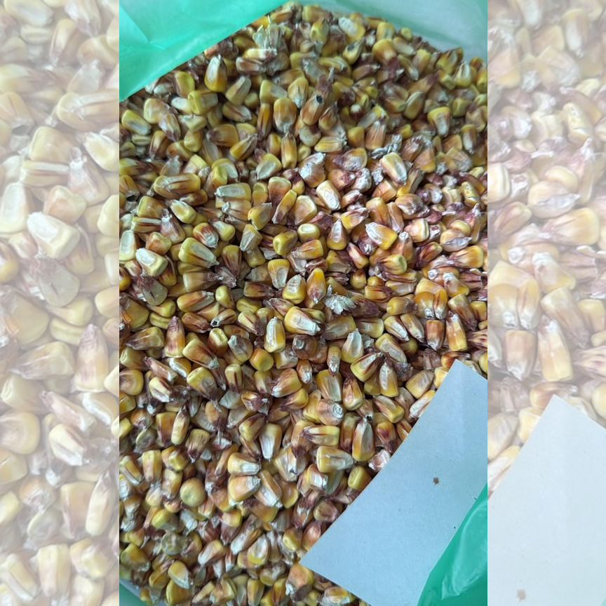 Кукуруза фуражная