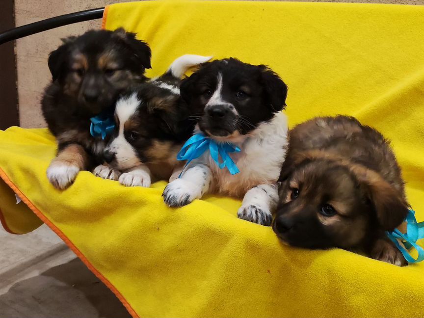 Щенок в добрые руки бесплатно