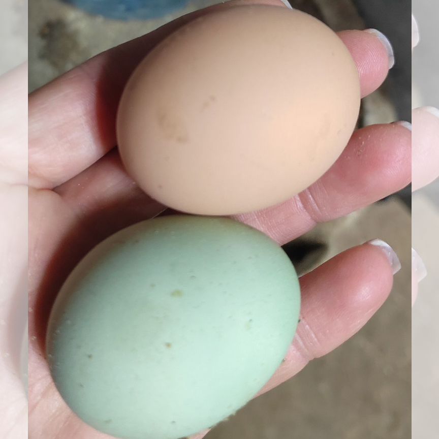 Инкубационное яйцо