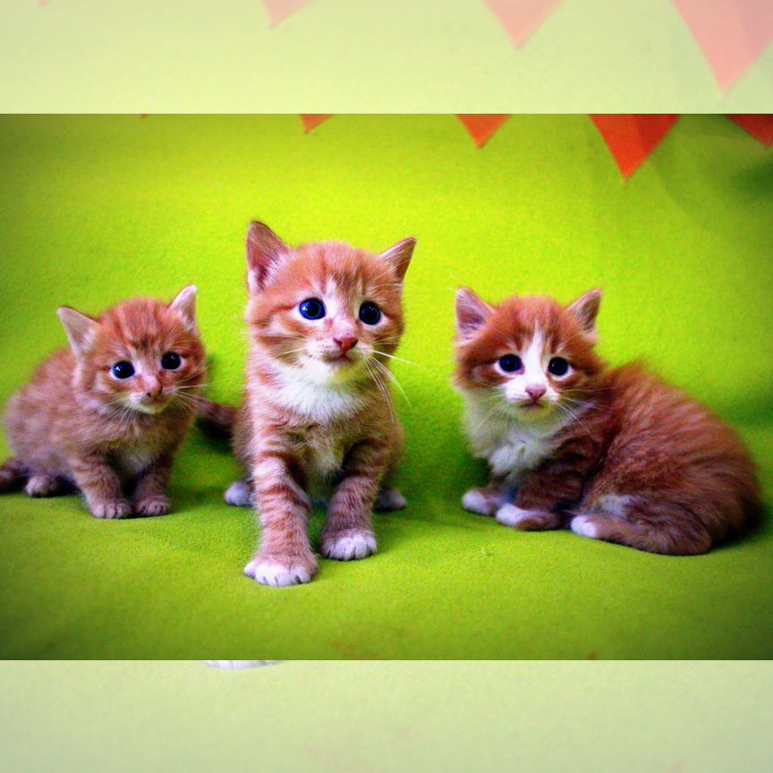 Котята в добрые руки бесплатно