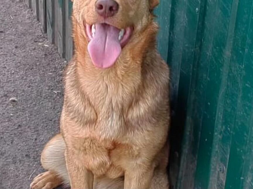 Собака в добрые руки