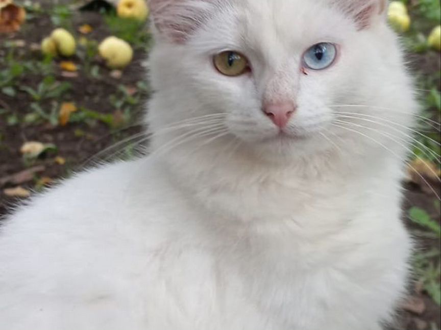 Кошка турецкая ангора