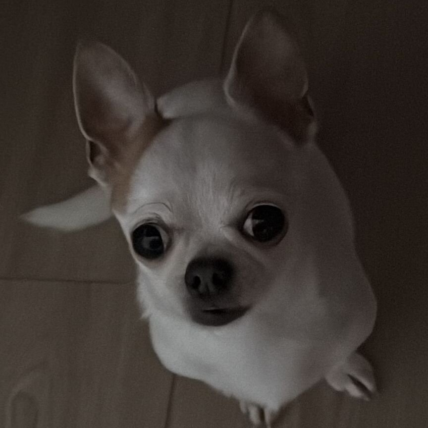 Чихуахуа, взрослый пёс