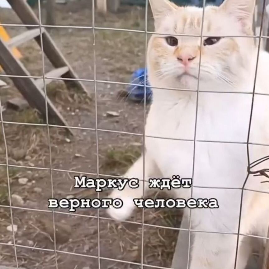 Котик в добрые руки