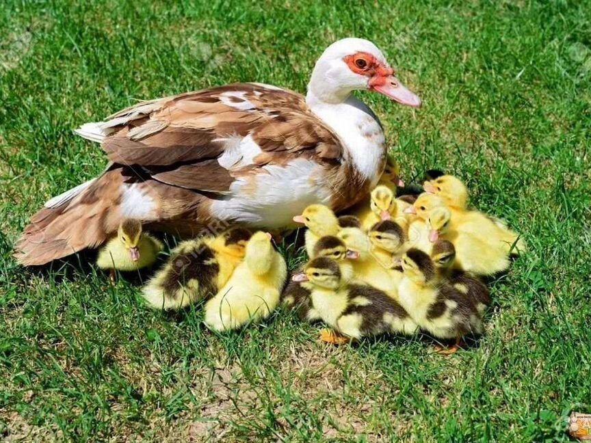 Утята индоутки