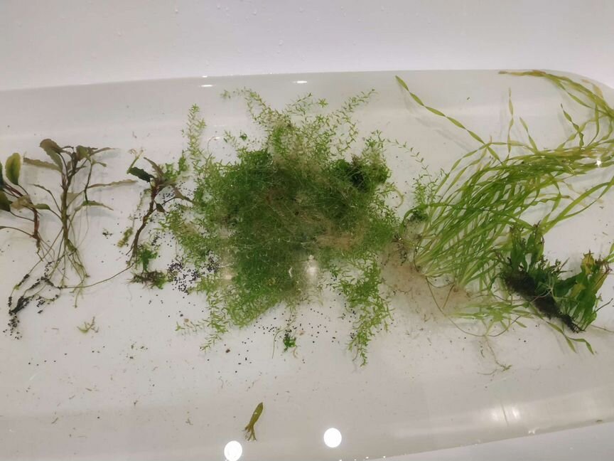 Аквариумные растения