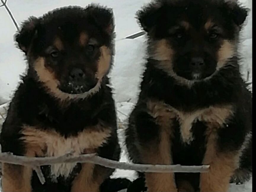 Крошечки ховрошечки. Щенки ищут дом