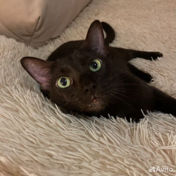 Кошечка Нокса породы петерболд ищет семью