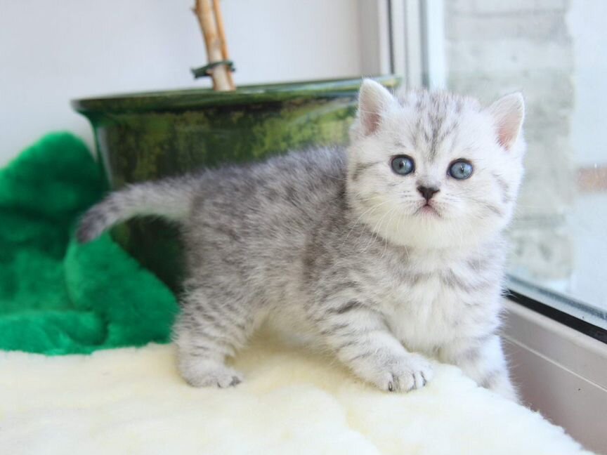 Шотландские котята серебристая шиншилла табби