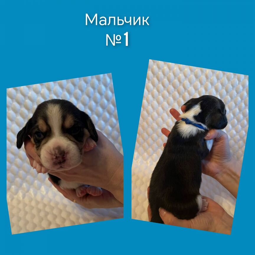 Клубные Малыши-Биглюши