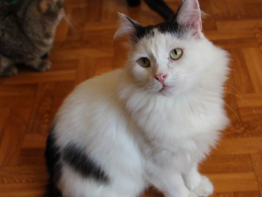 Кошка в дар