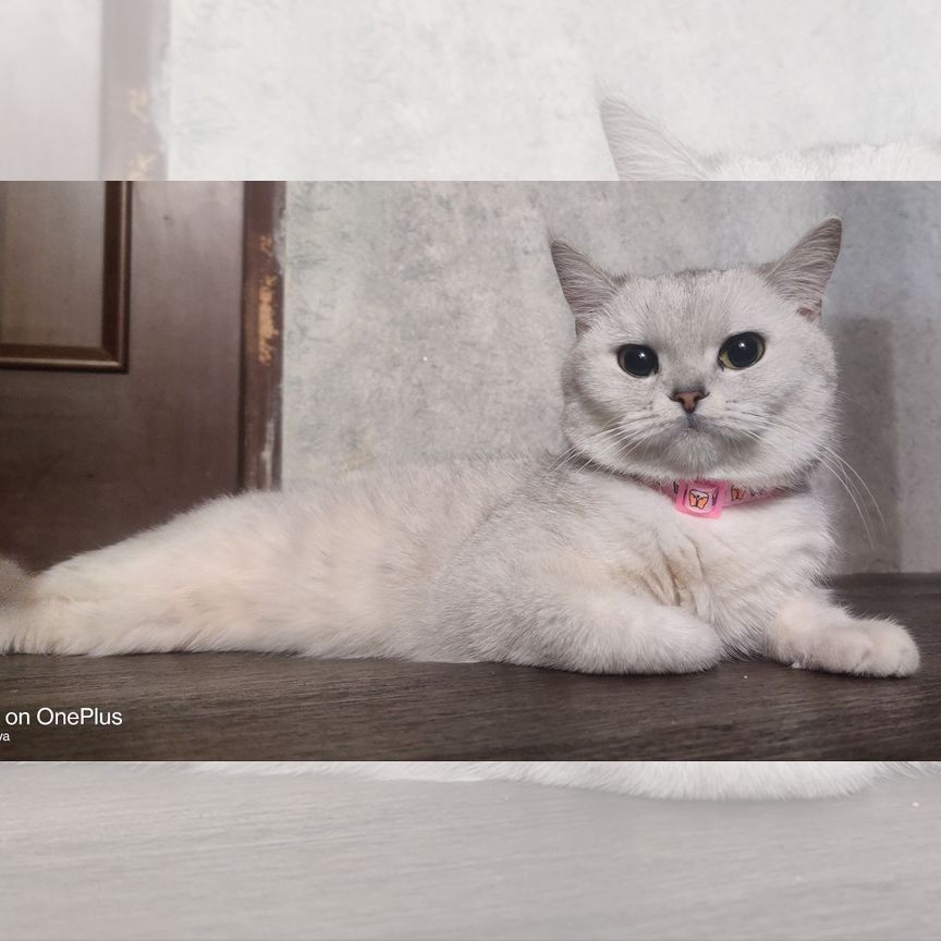 Серебристая шиншилла