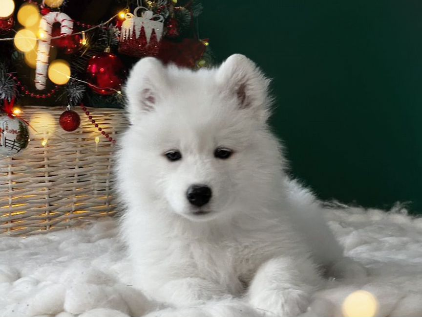 Щенки самоеда белые