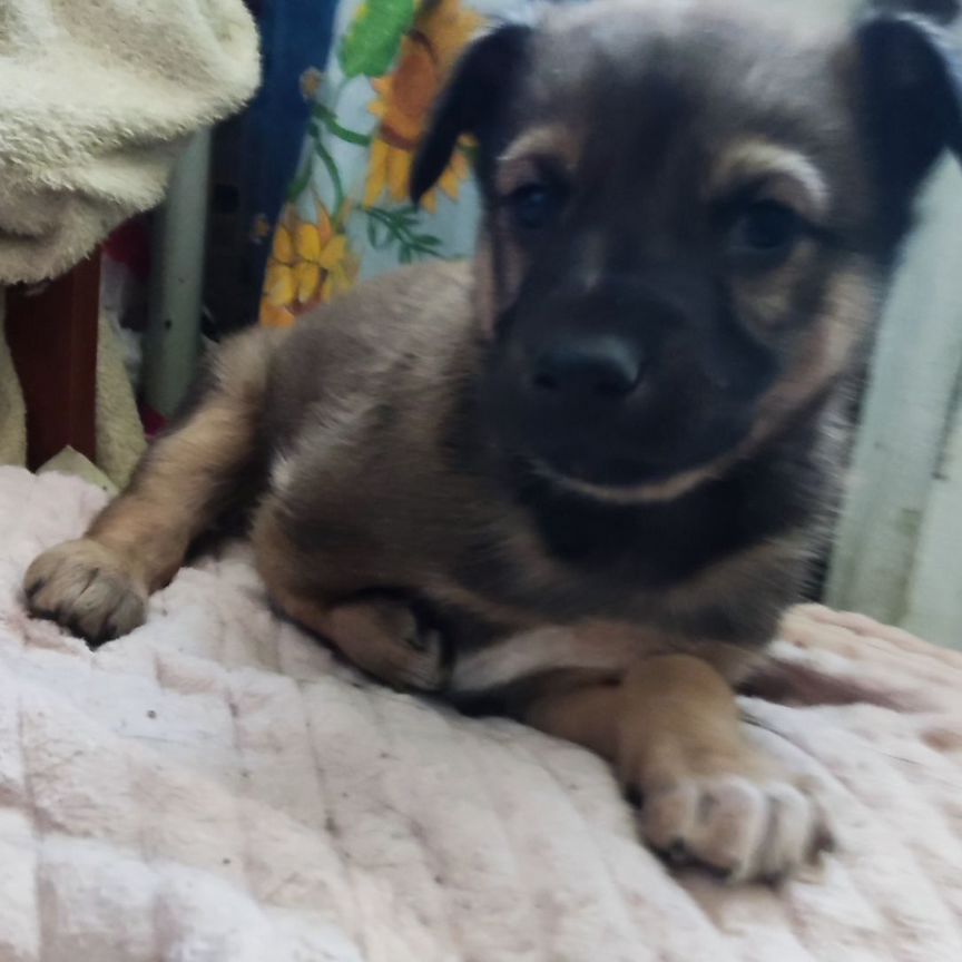 Лайка, щенок