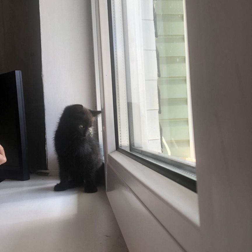 Отдам в добрые руки , мальчик цена : шоколадка