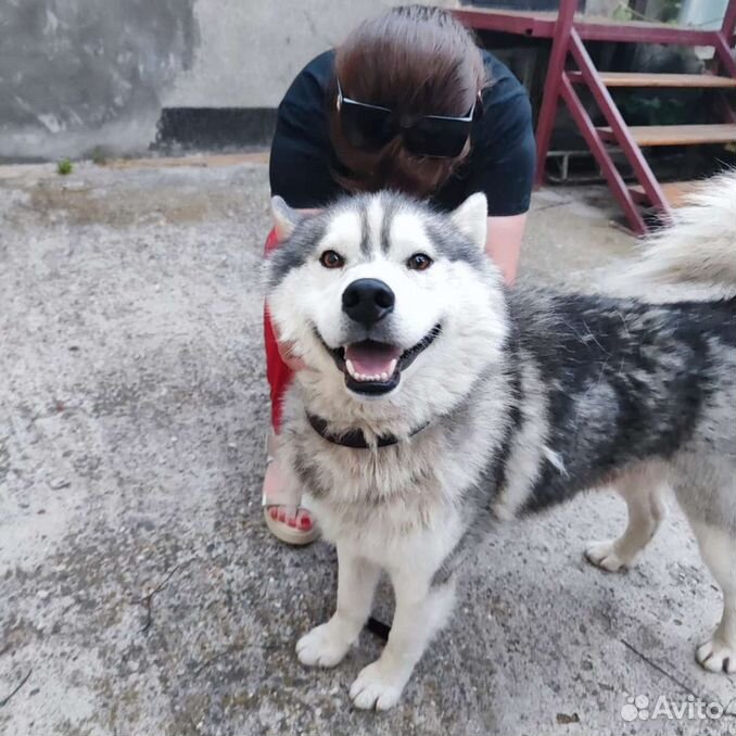 Сибирский хаски и его друг Миша отдаём в паре