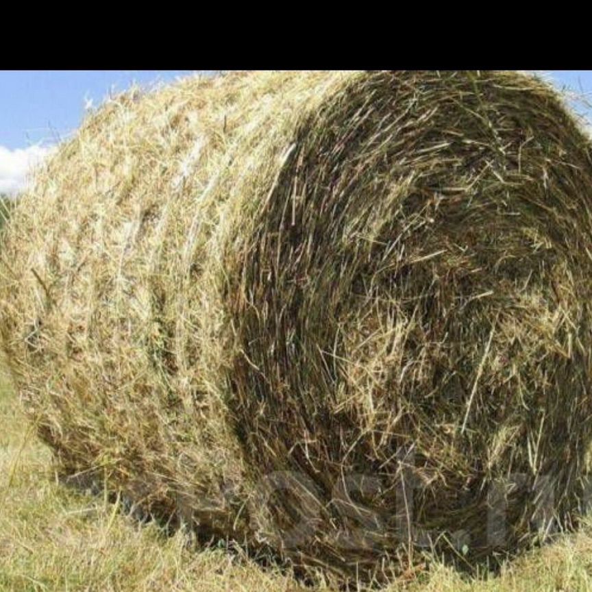 Сено в рулонах