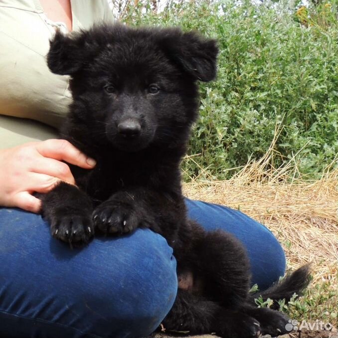 Шикарные клубные чёрные немочки