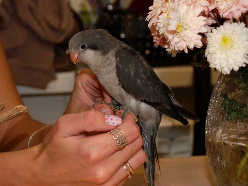 Калита Монах серый