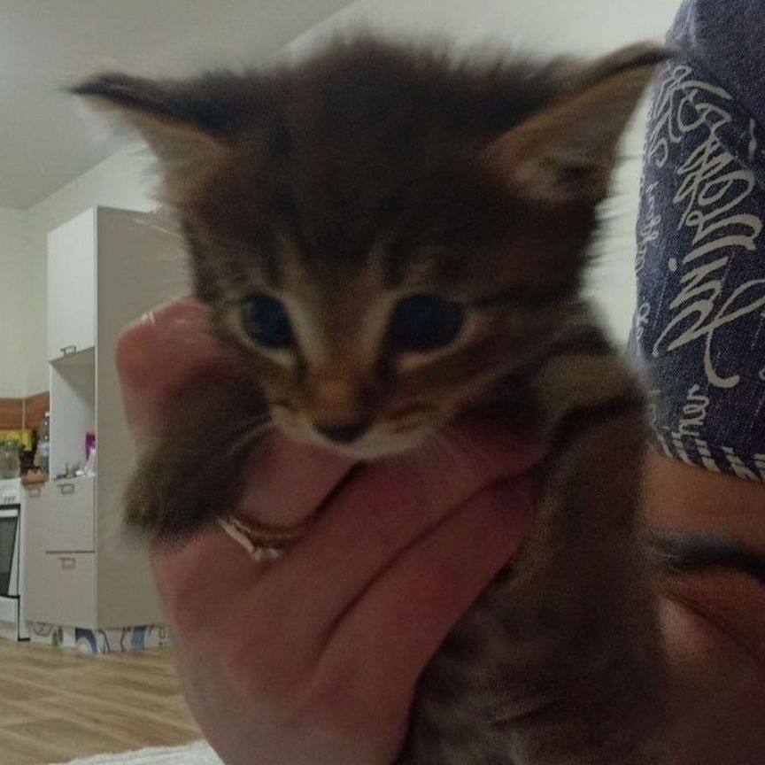 Котёнок в добрые руки