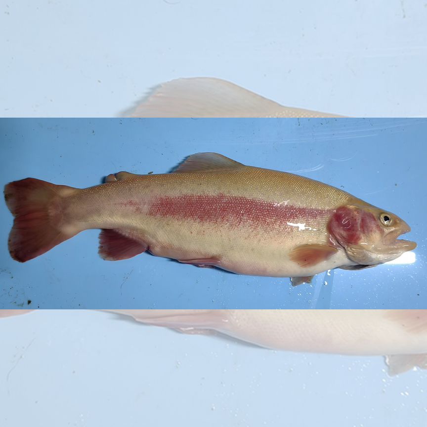 Янтарная форель молодь