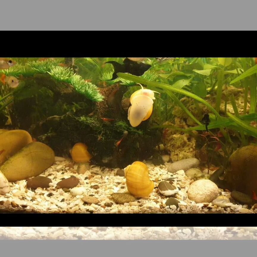 Улитки ампулярии