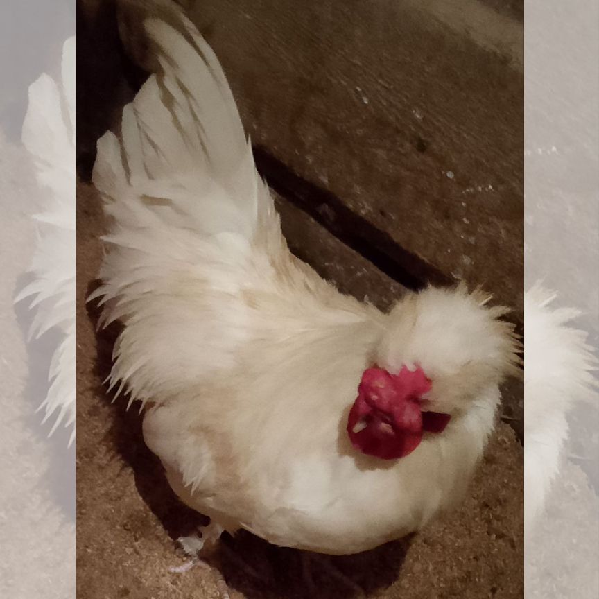 Петухи разных окрасов