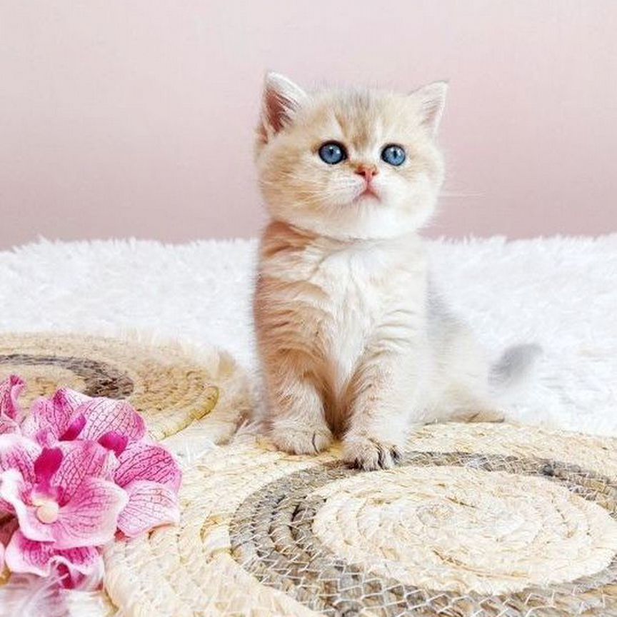 Шотладские котята