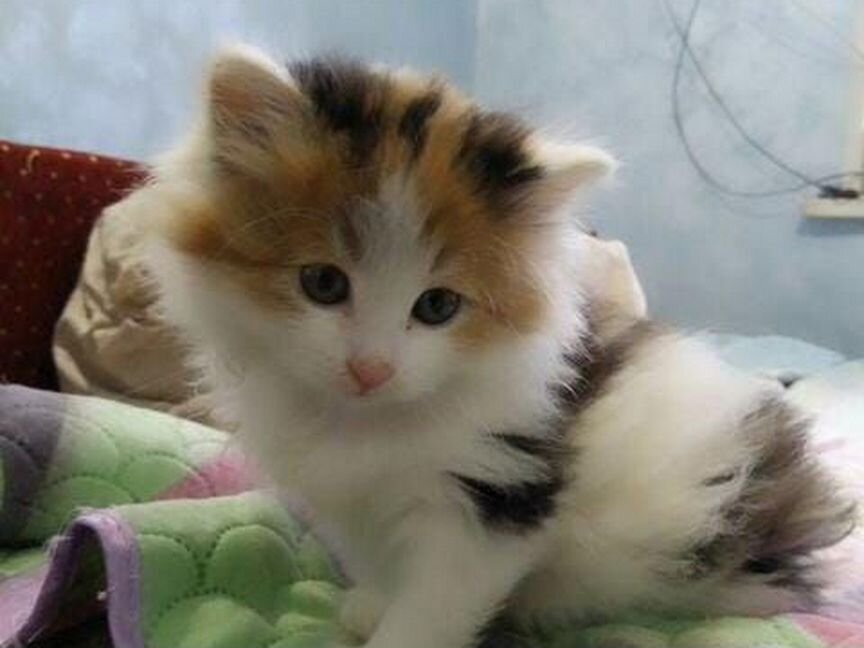 Трехцветочки сибирские котятки