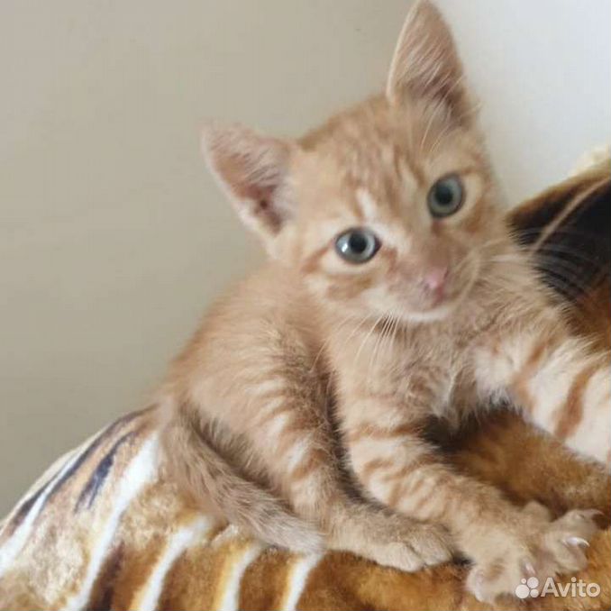Котенок Тимошка