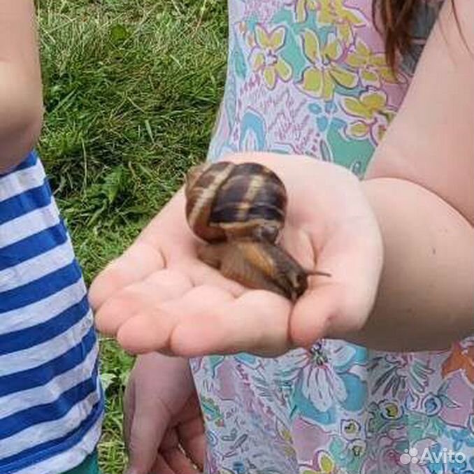 Улитка виноградная