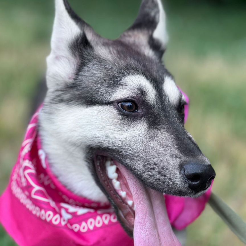 Собака Малышка Вьюга