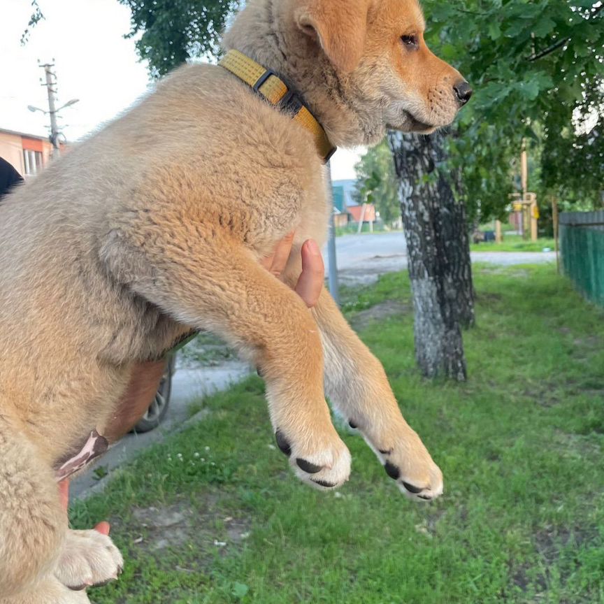 Акита ину