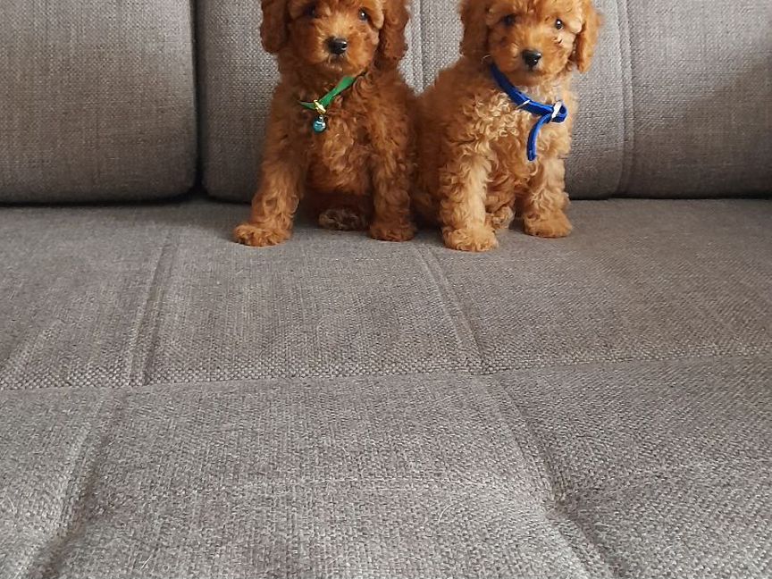 Той-пудель.Мальчики