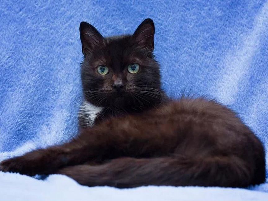 Кошка Кирби ждёт семью в приюте