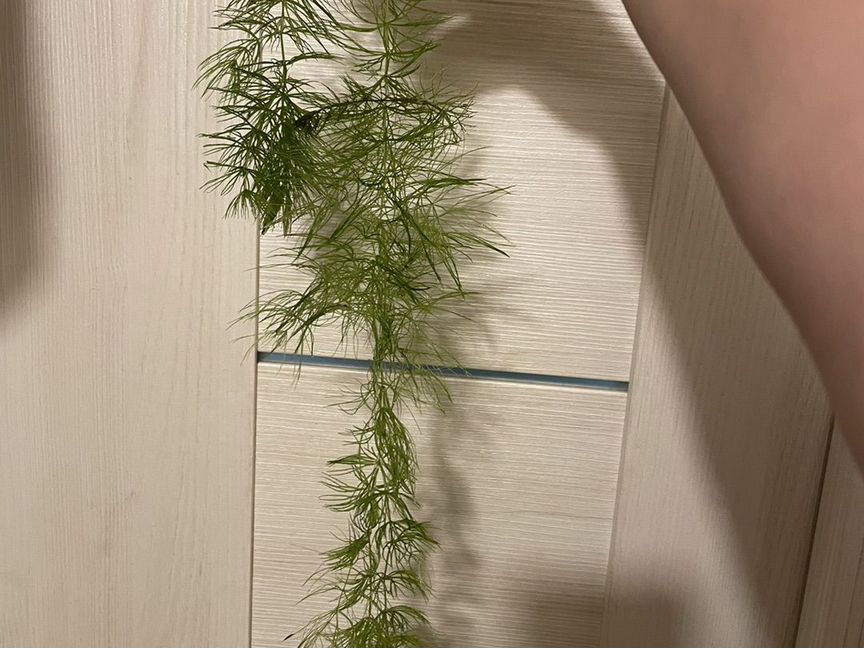 Роголистник