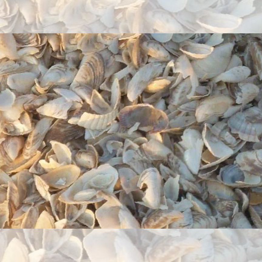 Ракушка речная, кормовая